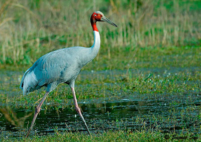 15 Indian bird species continue to be critically endangered - FacenFacts