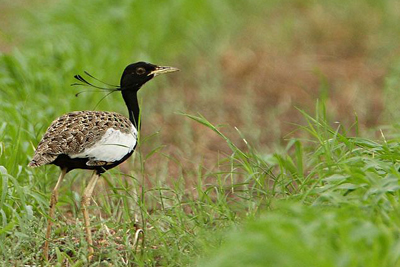 15 Indian bird species among globally endangered - FacenFacts