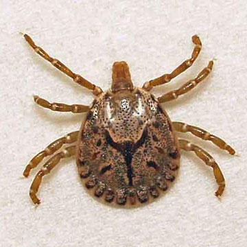 Scrub typhus: The jungle fever that is stalking Himachal Pradesh ...