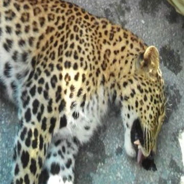 Leopard beaten to death by mob in Gurugram - FacenFacts